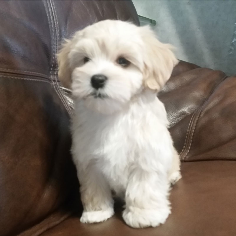 Havanese Puppies | EL MORRO HAVANESE